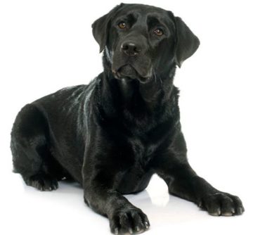 Schwarzer Labrador: Alles zur dunkelsten Farbe - Labrador Lucky