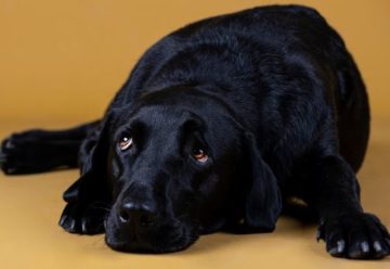 Schwarzer Labrador: Alles zur dunkelsten Farbe - Labrador Lucky