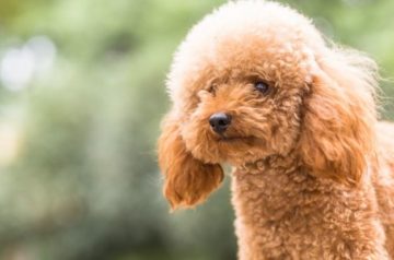 Labrador-Pudel-Mix: Infos zum Laradoodle-Mischling - Labrador Lucky