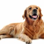 6 Labrador-Farben: Ein vollständiger Überblick - Labrador Lucky