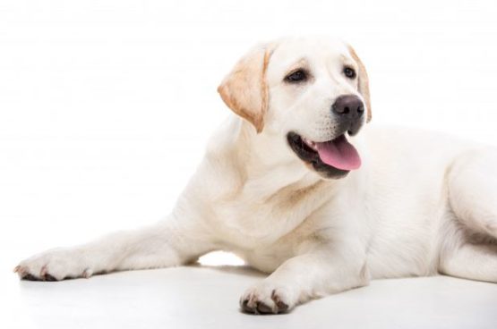 6 Labrador-Farben: Ein vollständiger Überblick - Labrador Lucky