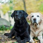 6 Labrador-Farben: Ein vollständiger Überblick - Labrador Lucky